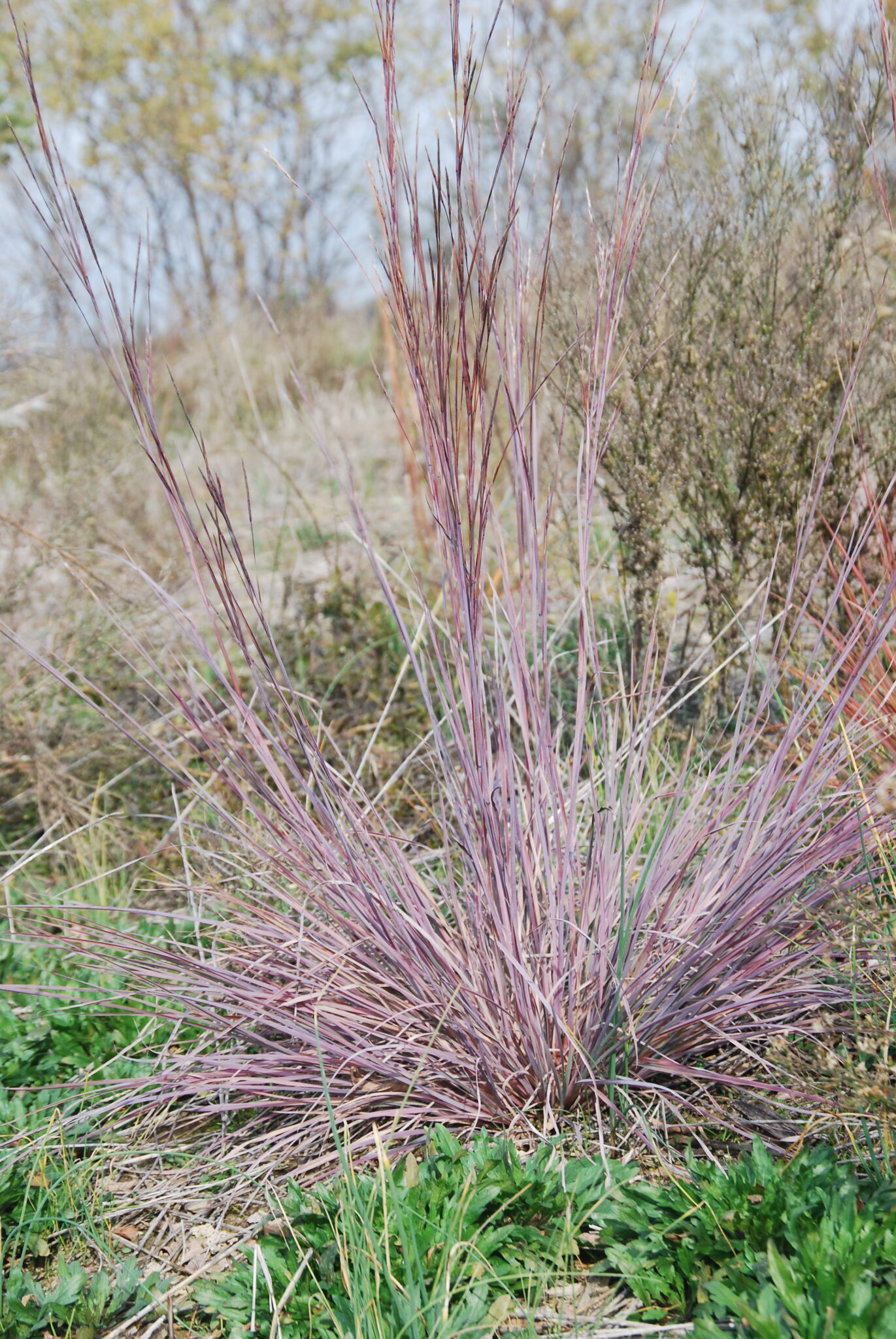 Plant Information – ECI