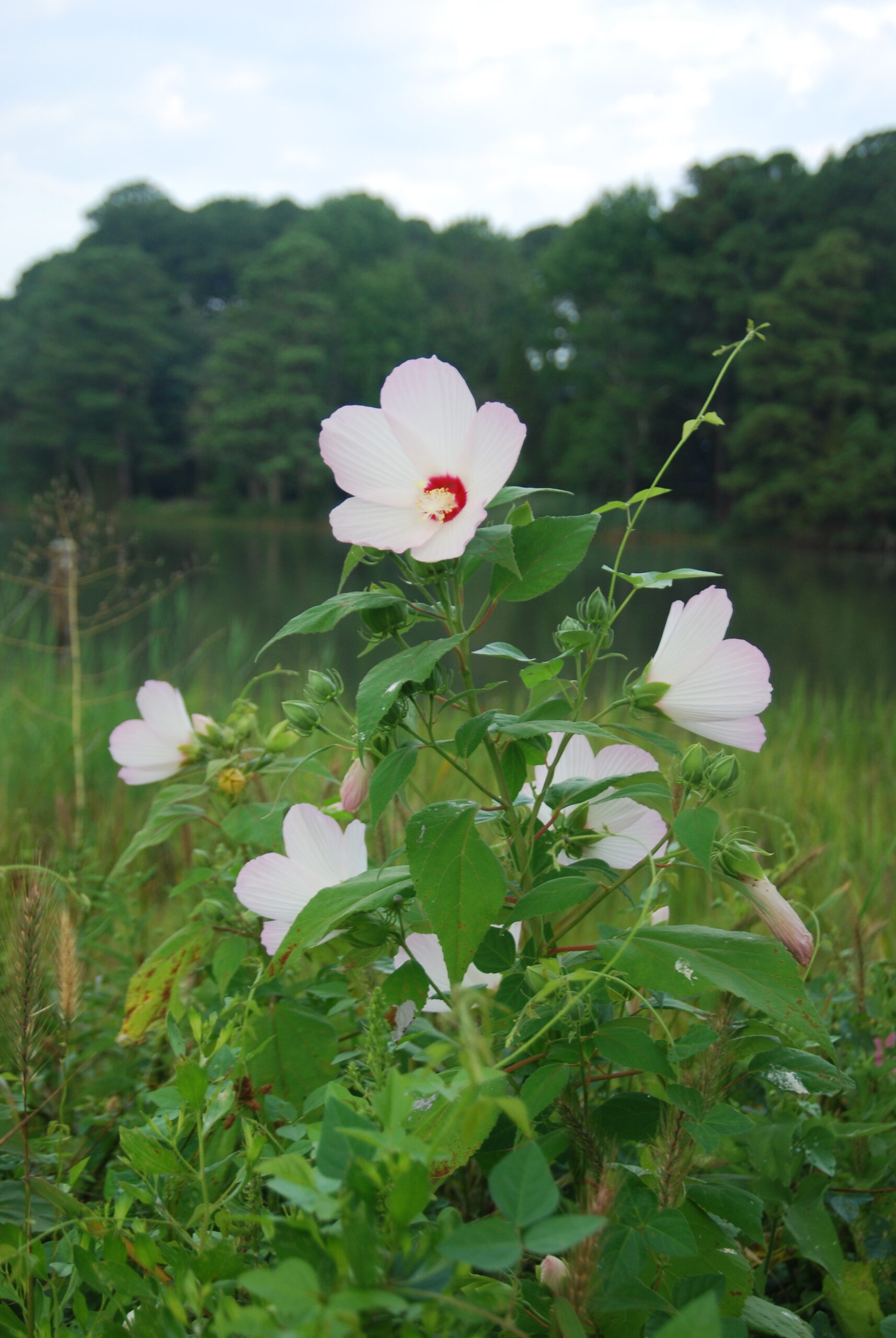 Plant Information – ECI