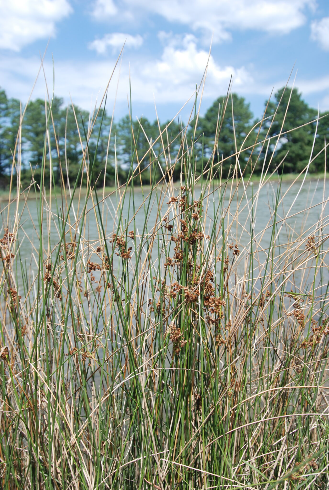 Plant Information – ECI