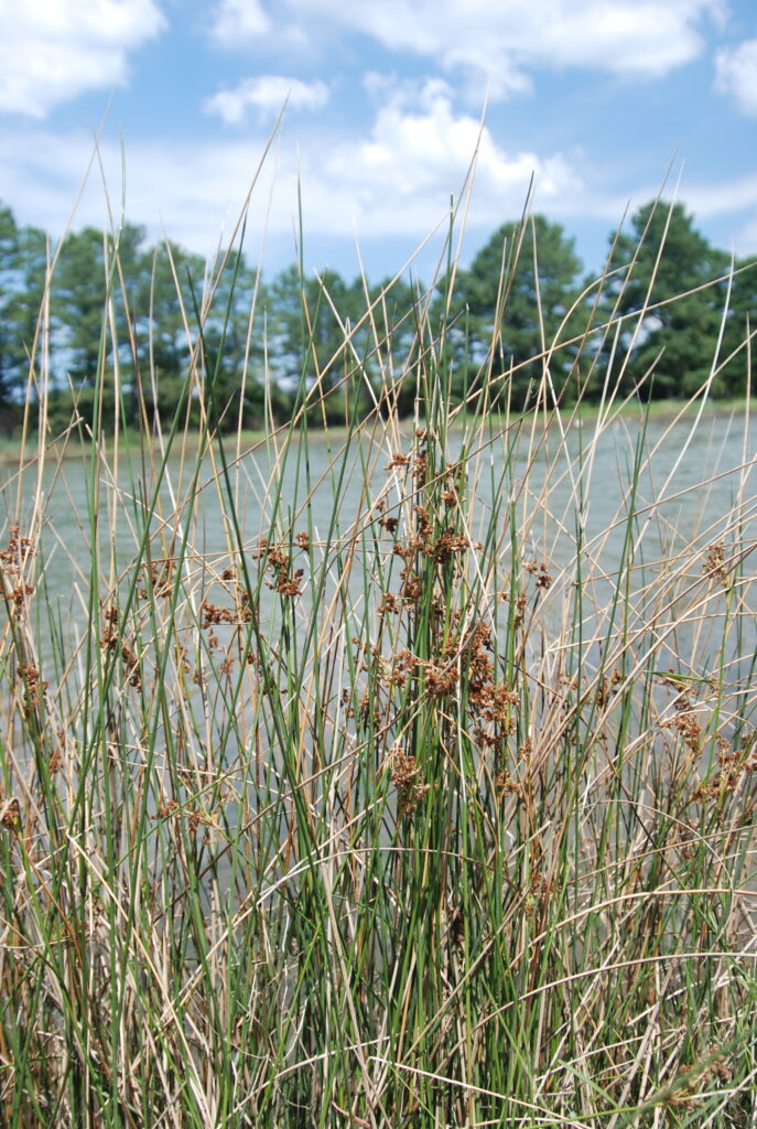 Plant Information – ECI