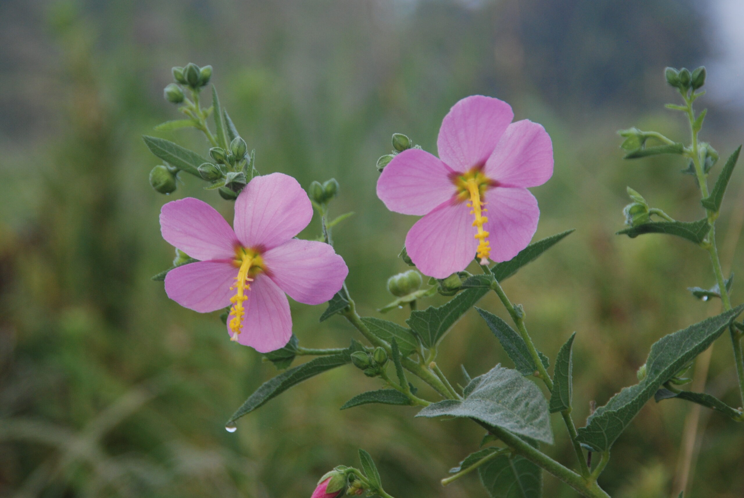 Kosteletzkya virginica (seashore mallow) - ECI
