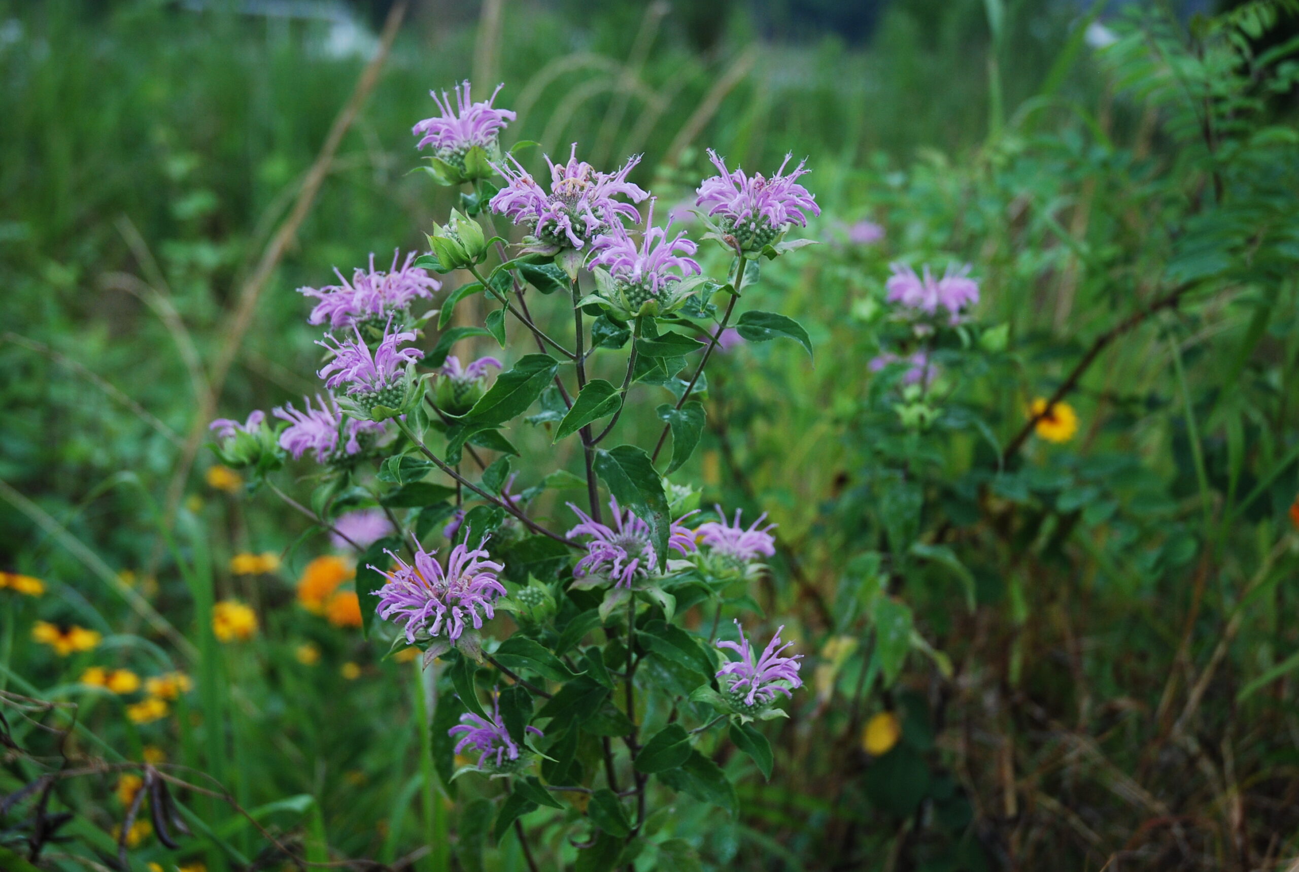 Monarda fistulosa (wild bergamot) - ECI