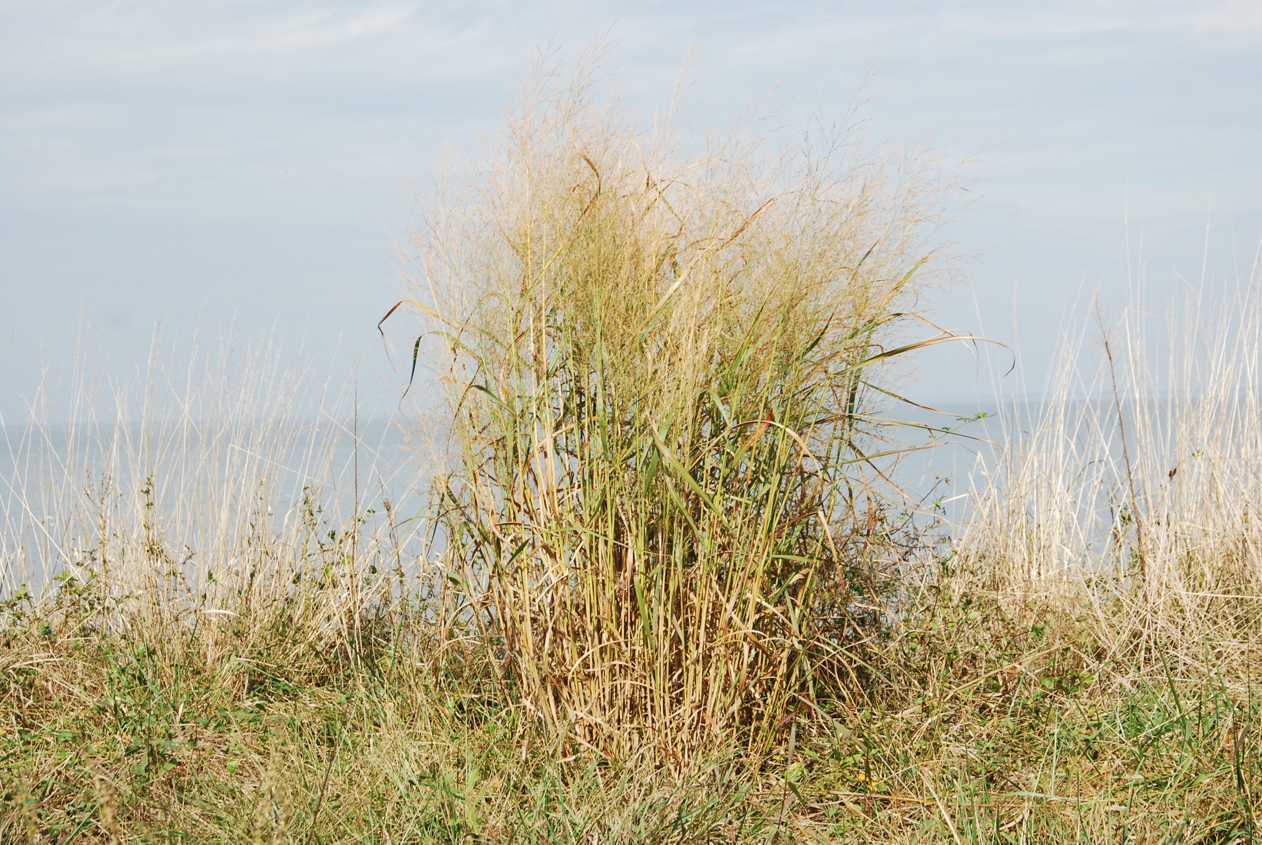 Panicum virgatum (switchgrass) - ECI