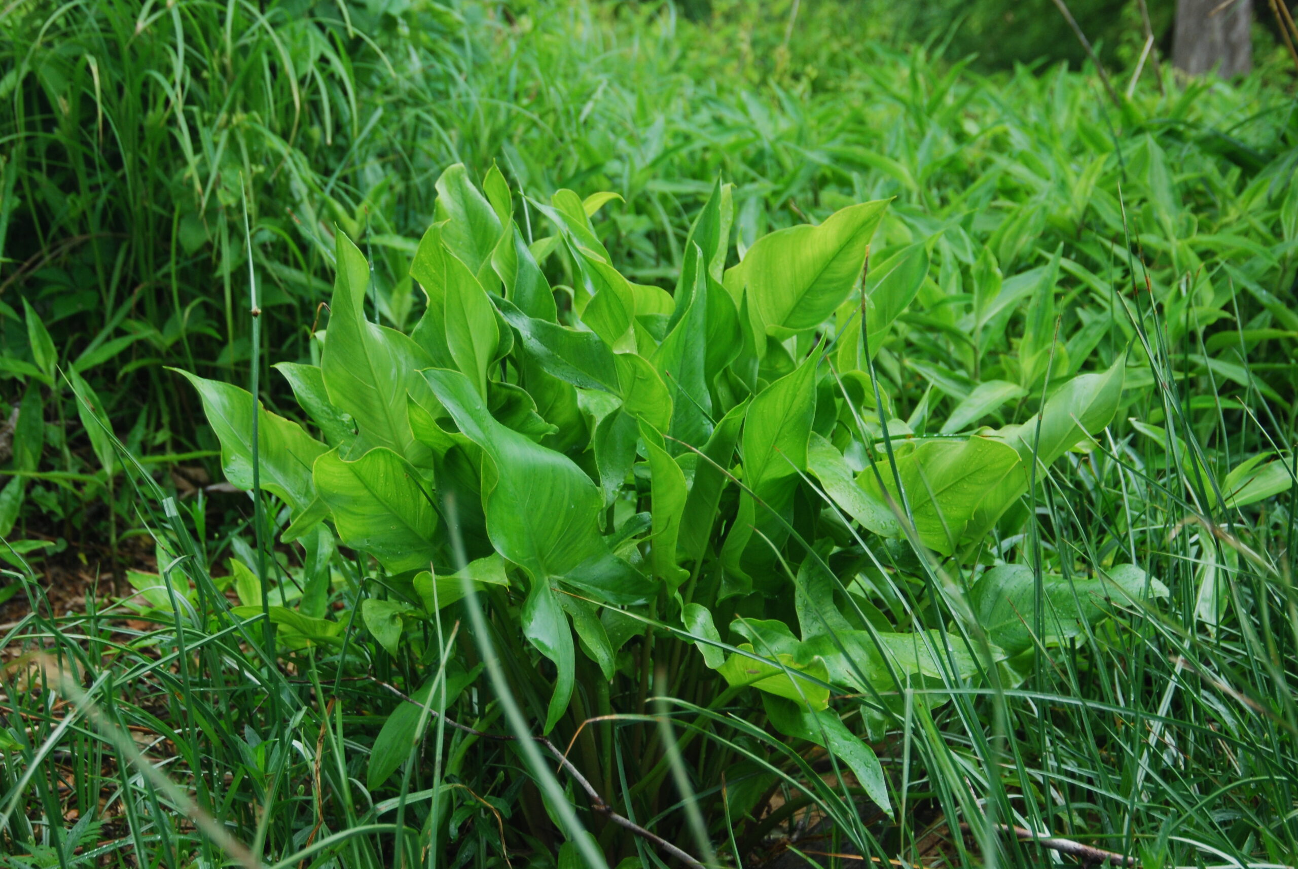 Peltandra virginica (arrow arum) - ECI