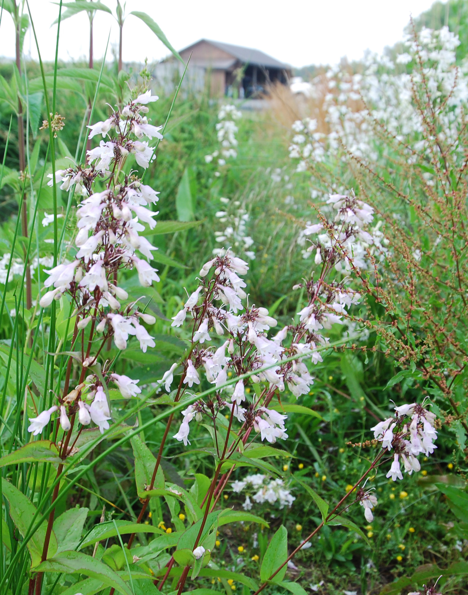 Penstemon digitalis (beardtongue) - ECI