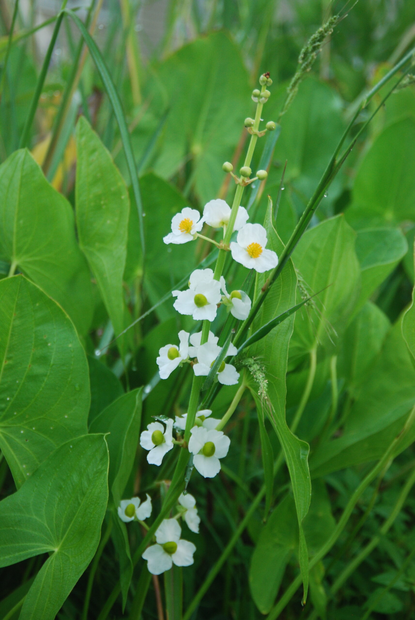 Sagittaria latifolia (duck potato) - ECI