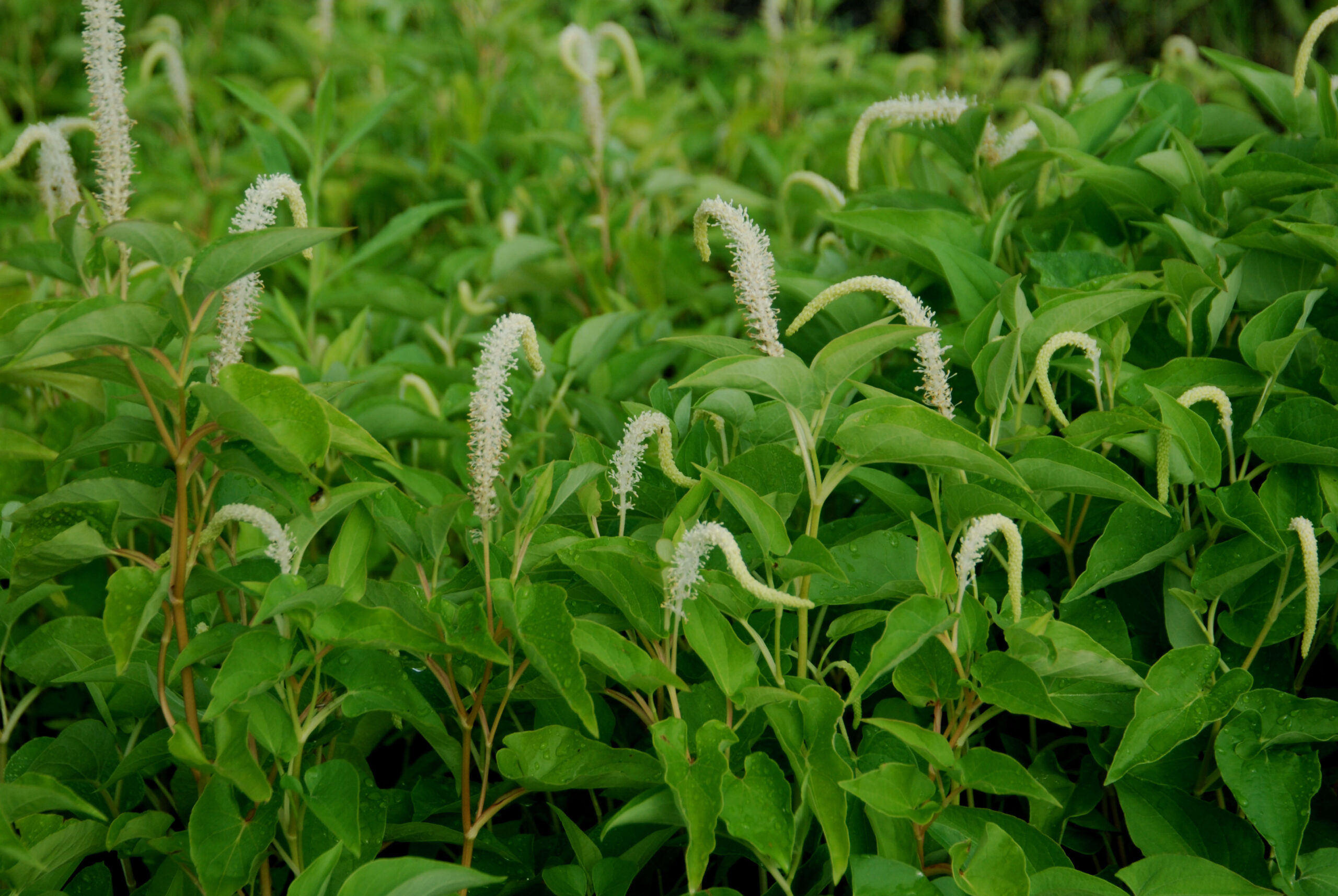 Saururus cernuus (lizard’s tail) - ECI