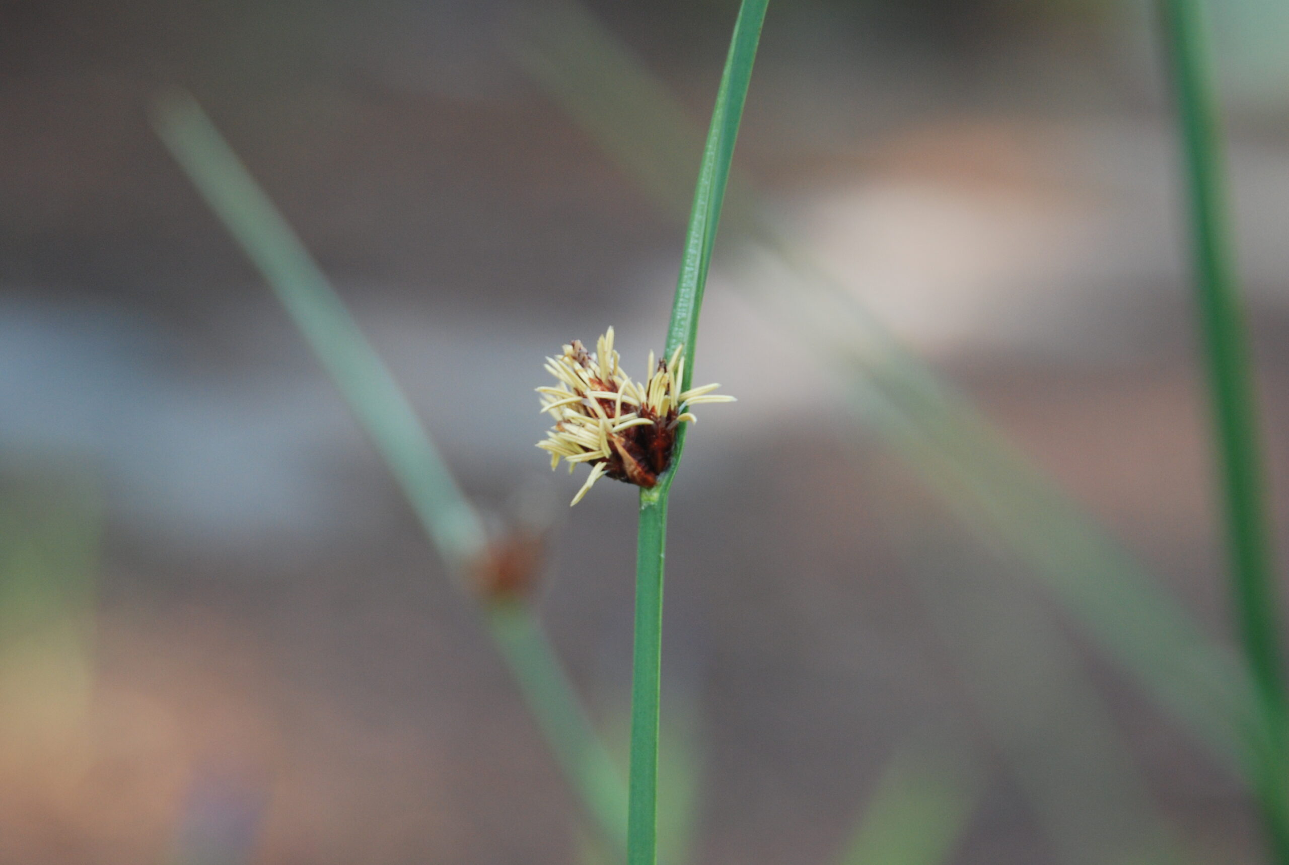 Scirpus pungens (three-square bulrush) - ECI