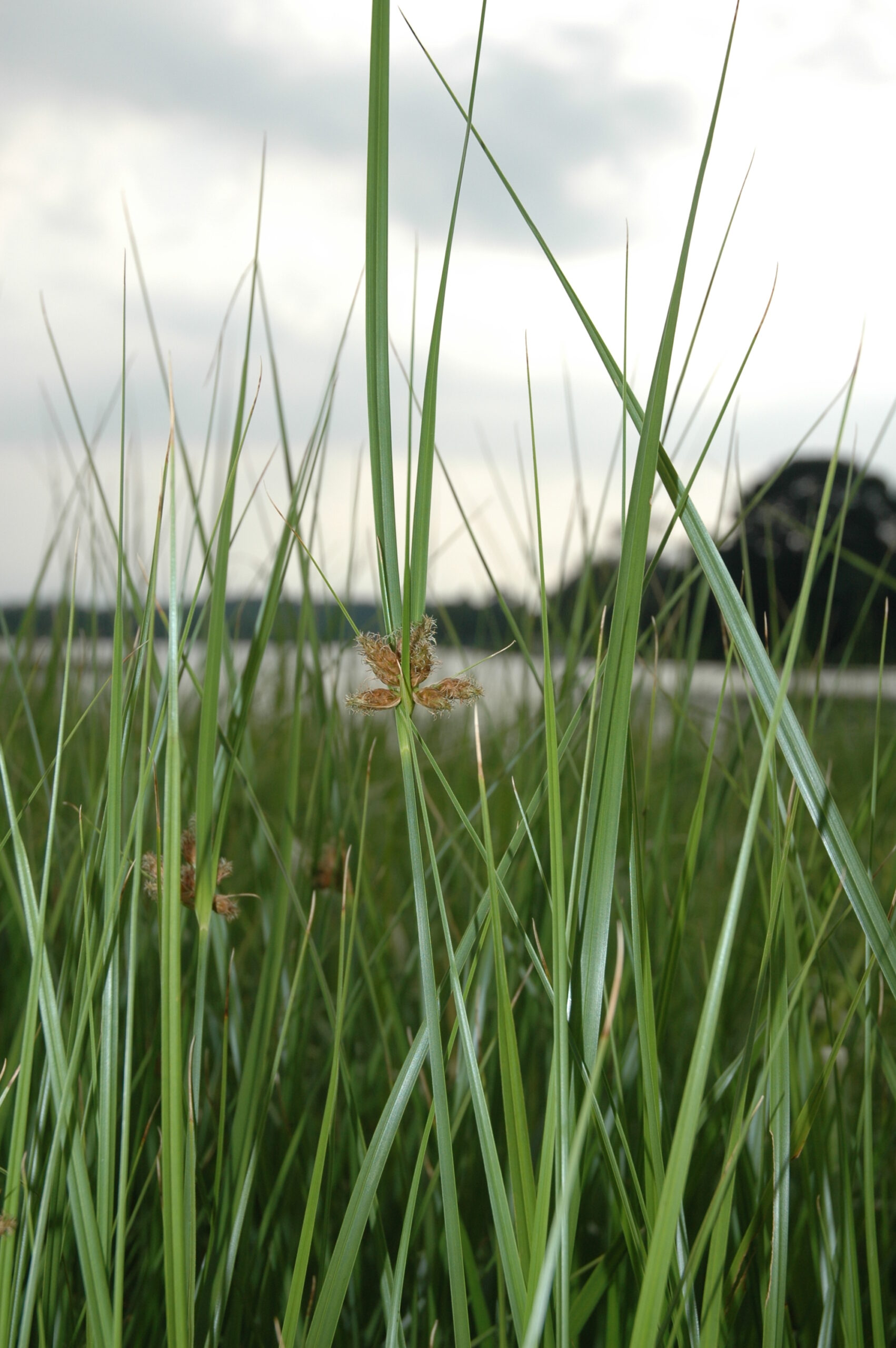 Scirpus robustus (sturdy or saltmarsh bulrush) - ECI
