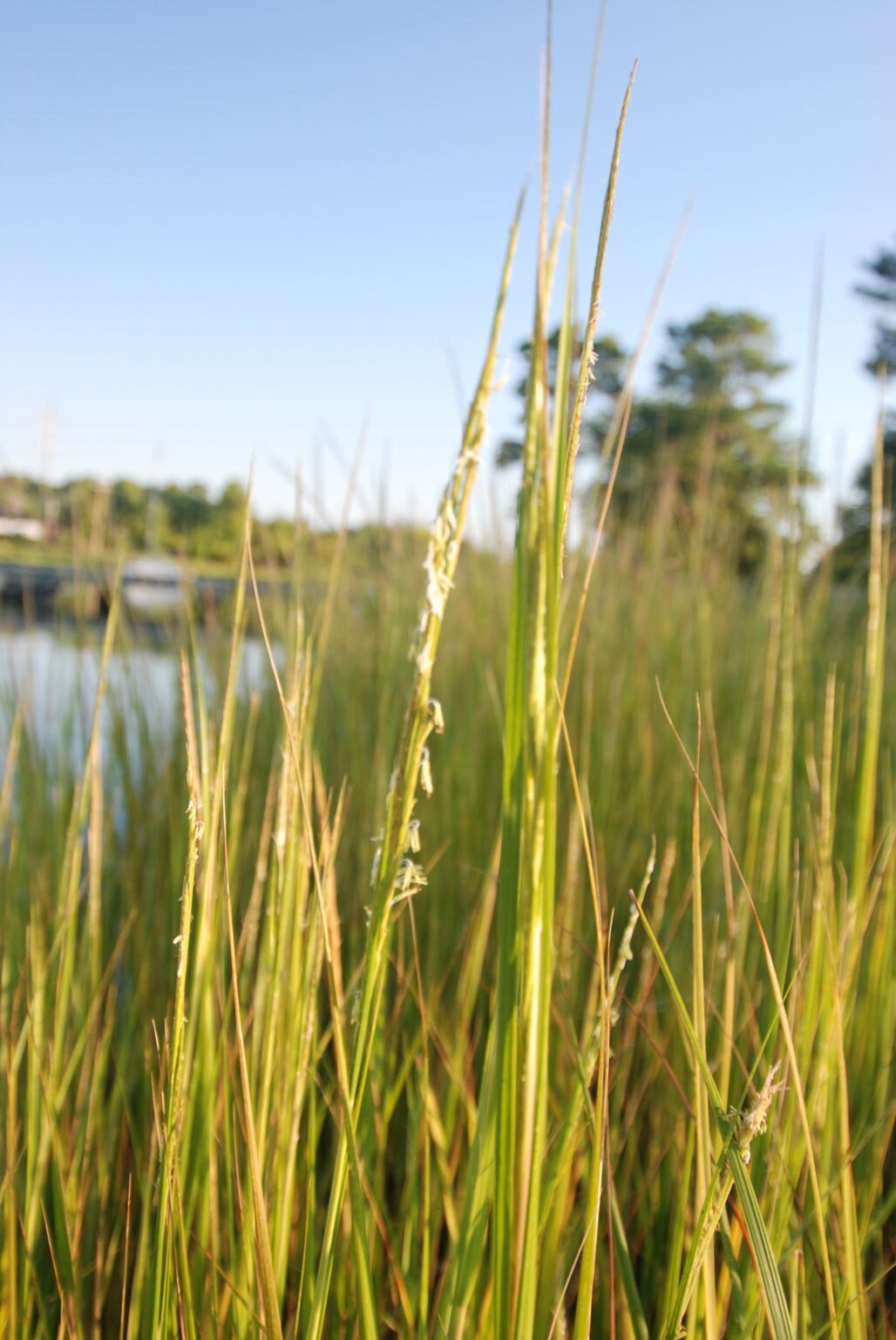 Plant Information – ECI