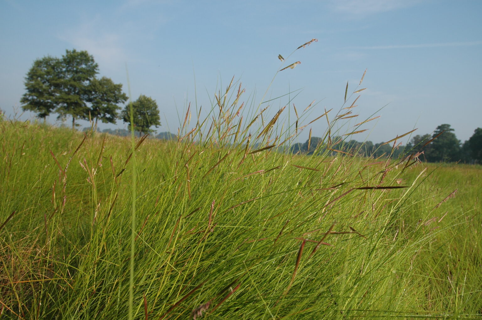 Plant Information – ECI