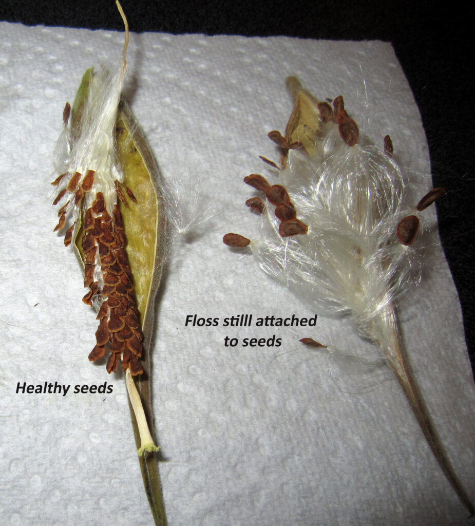 Seed Stewards for Monarchs – ECI