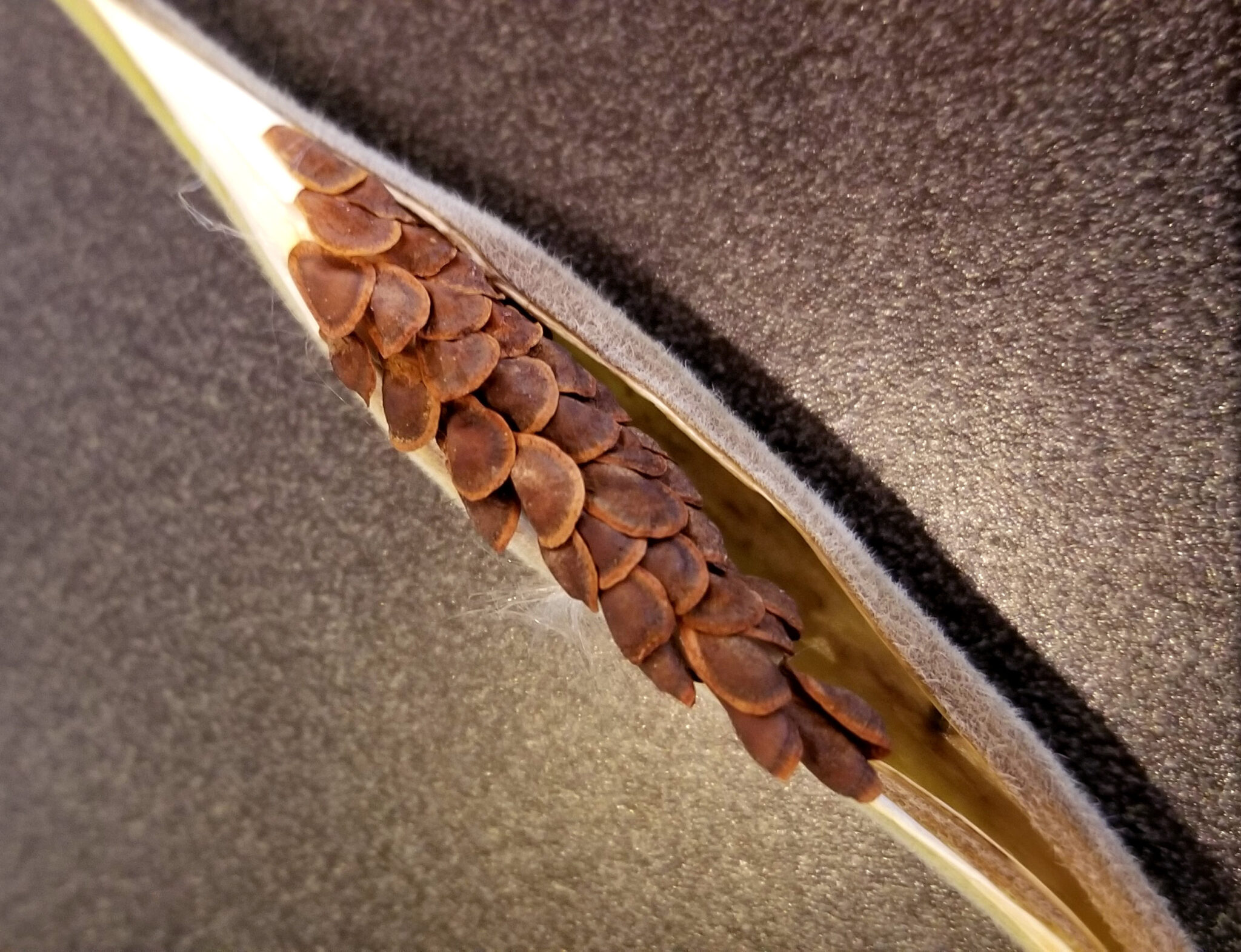 Seed Stewards for Monarchs – ECI