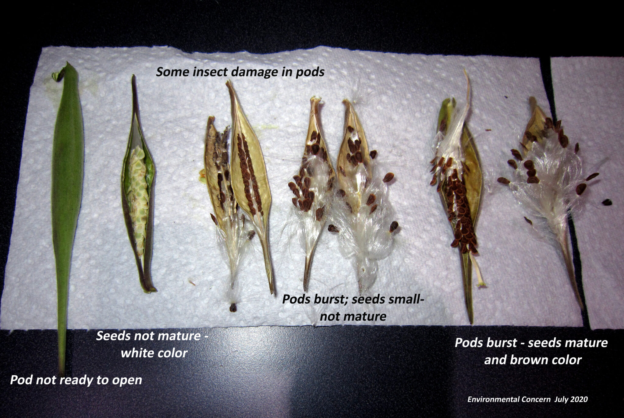 Seed Stewards for Monarch Butterflies, Environmental Concern