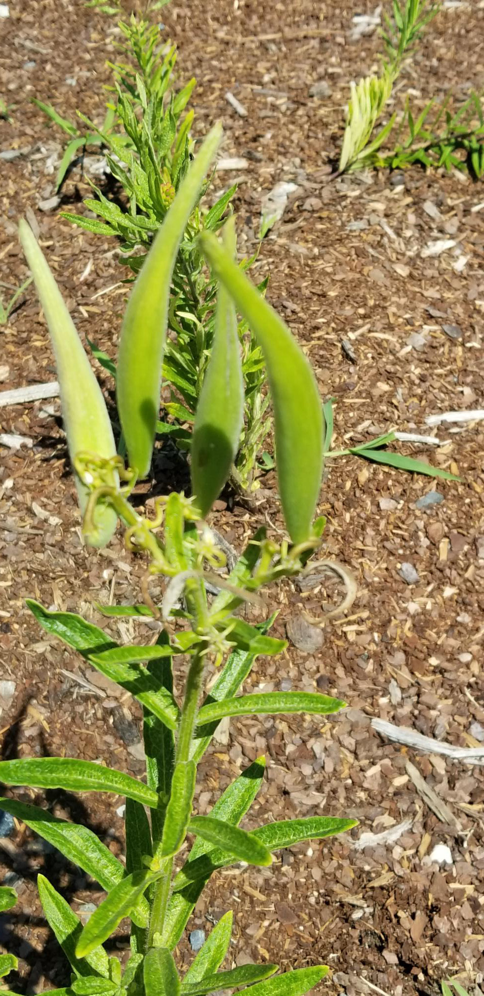 Seed Stewards for Monarchs – ECI