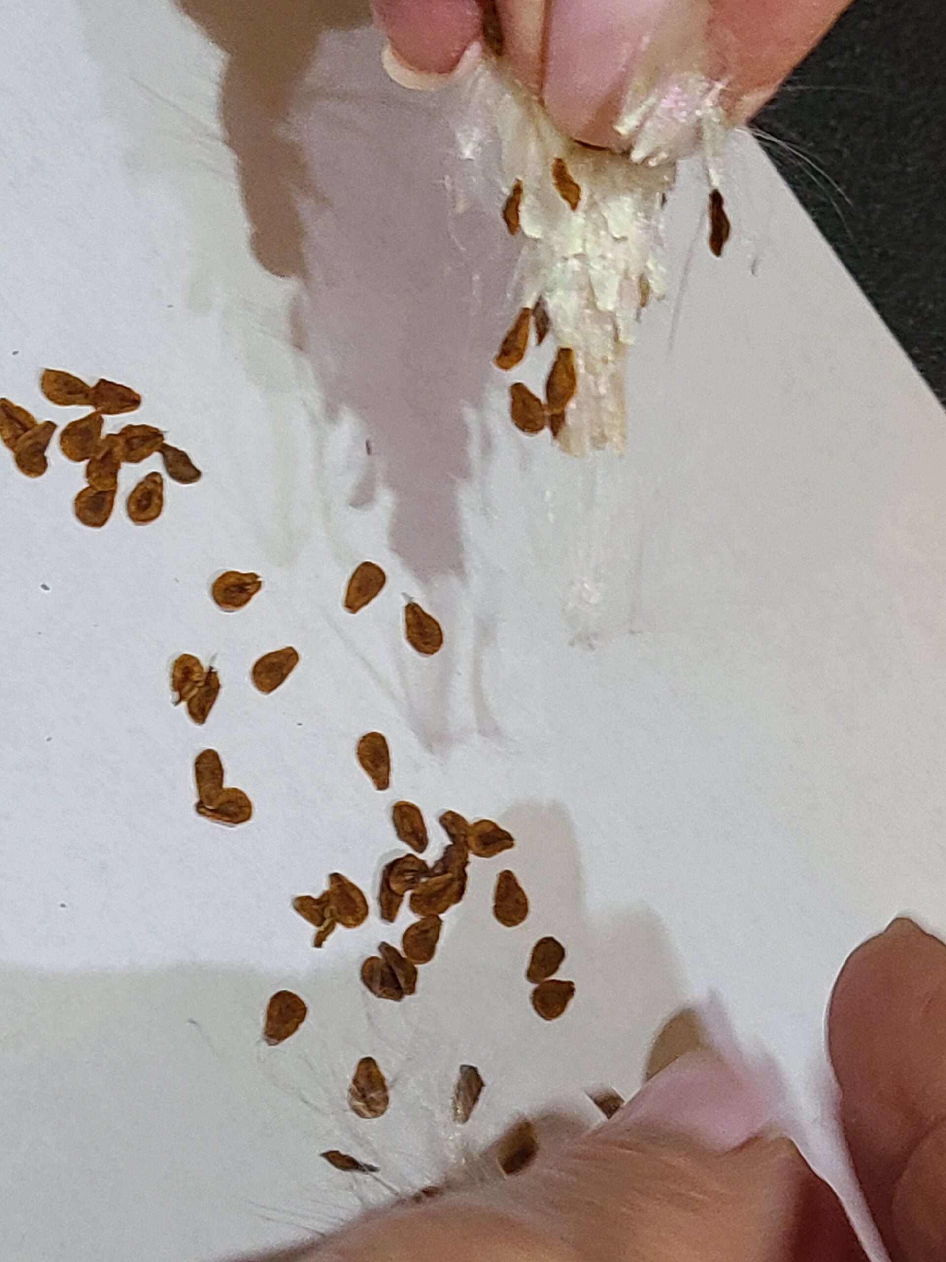 Seed Stewards for Monarchs – ECI