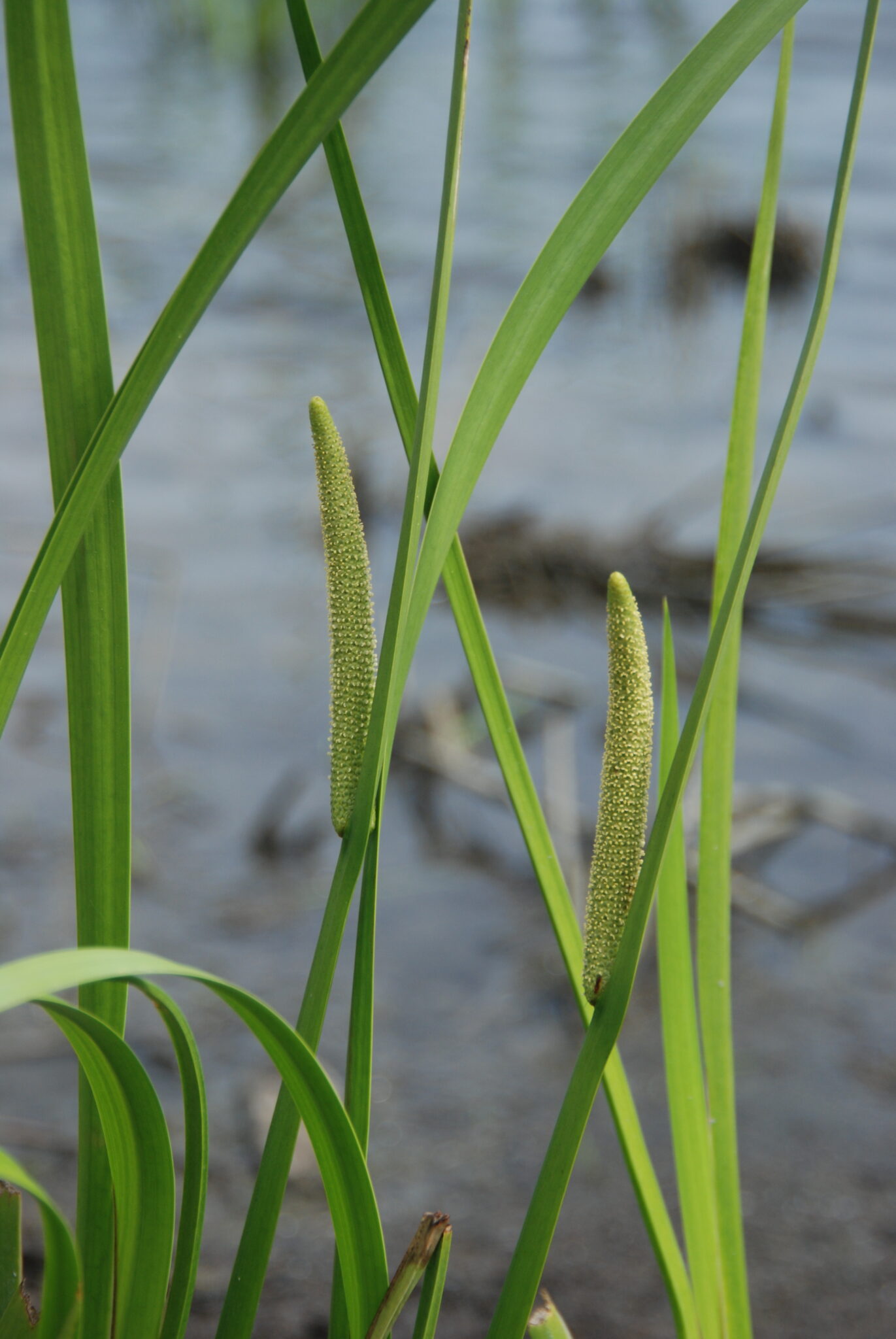Plant Information – ECI