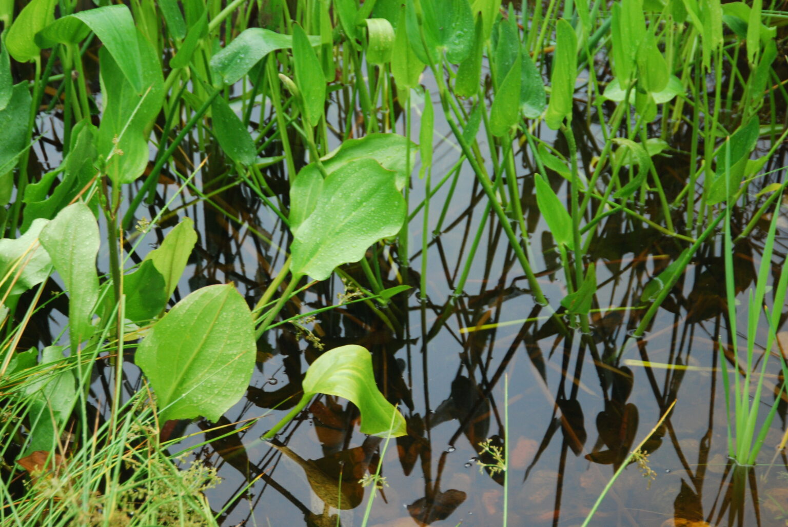 Plant Information – ECI