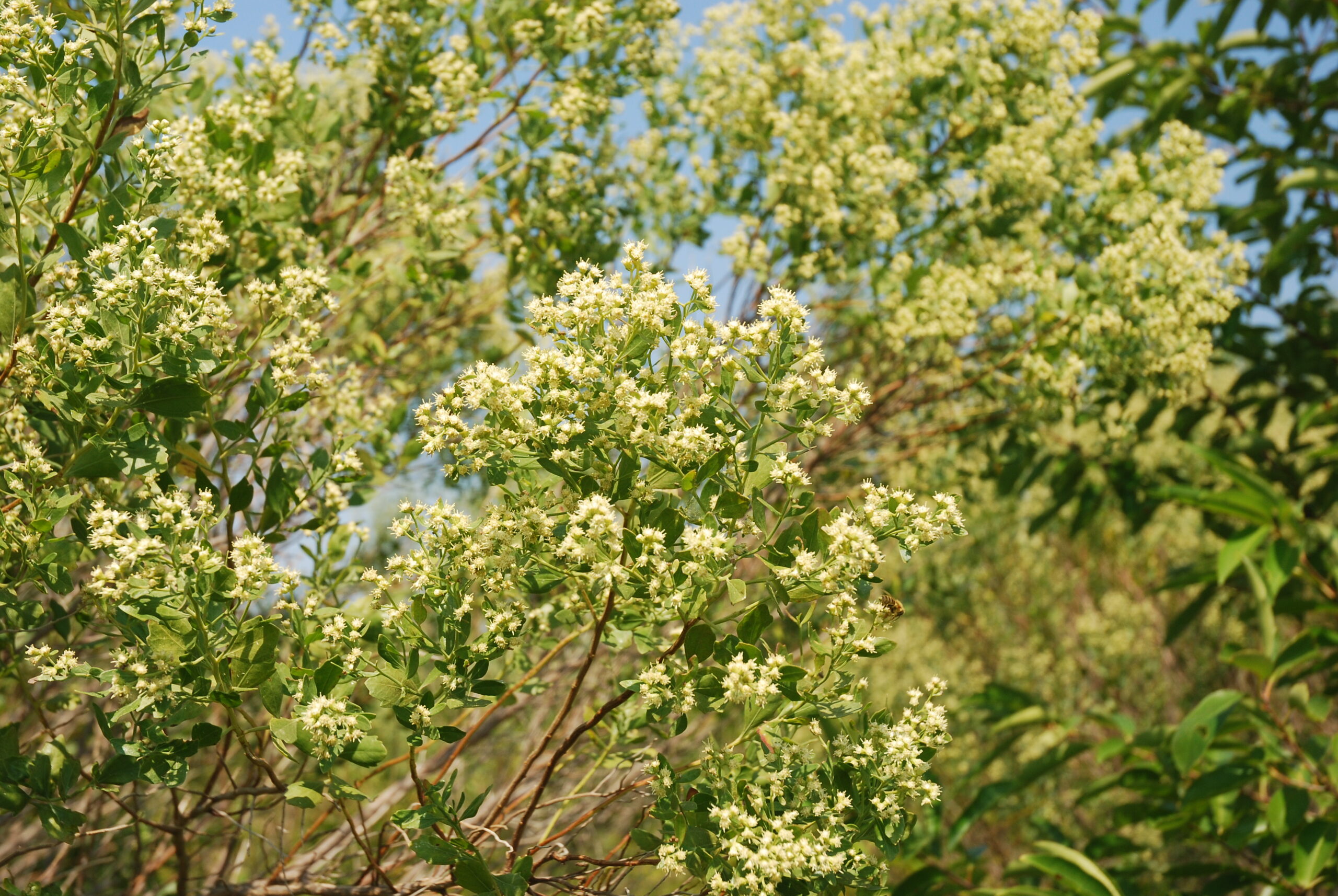 Baccharis halimifolia (groundsel tree) - ECI
