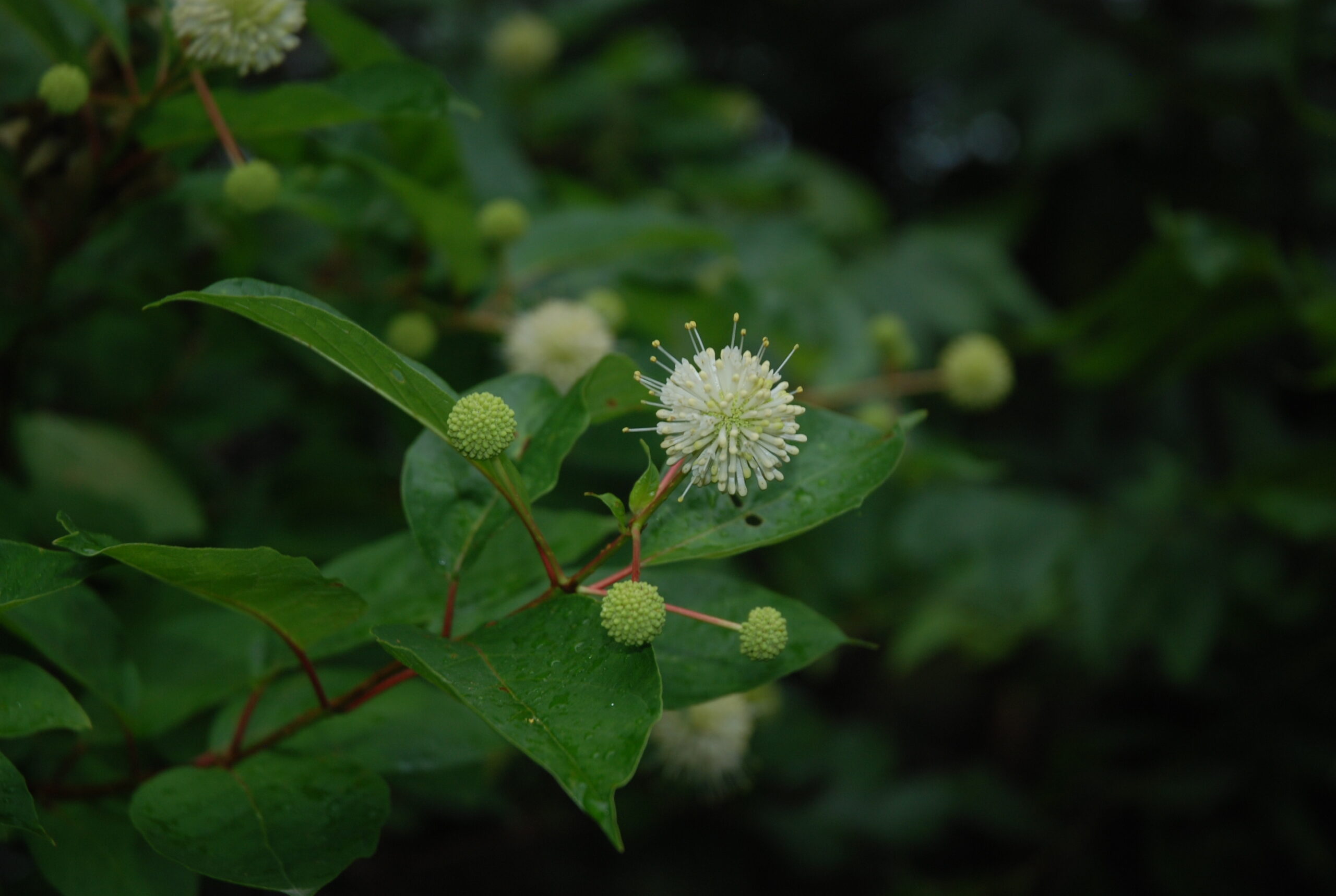 Cephalanthus occidentalis (buttonbush) - ECI