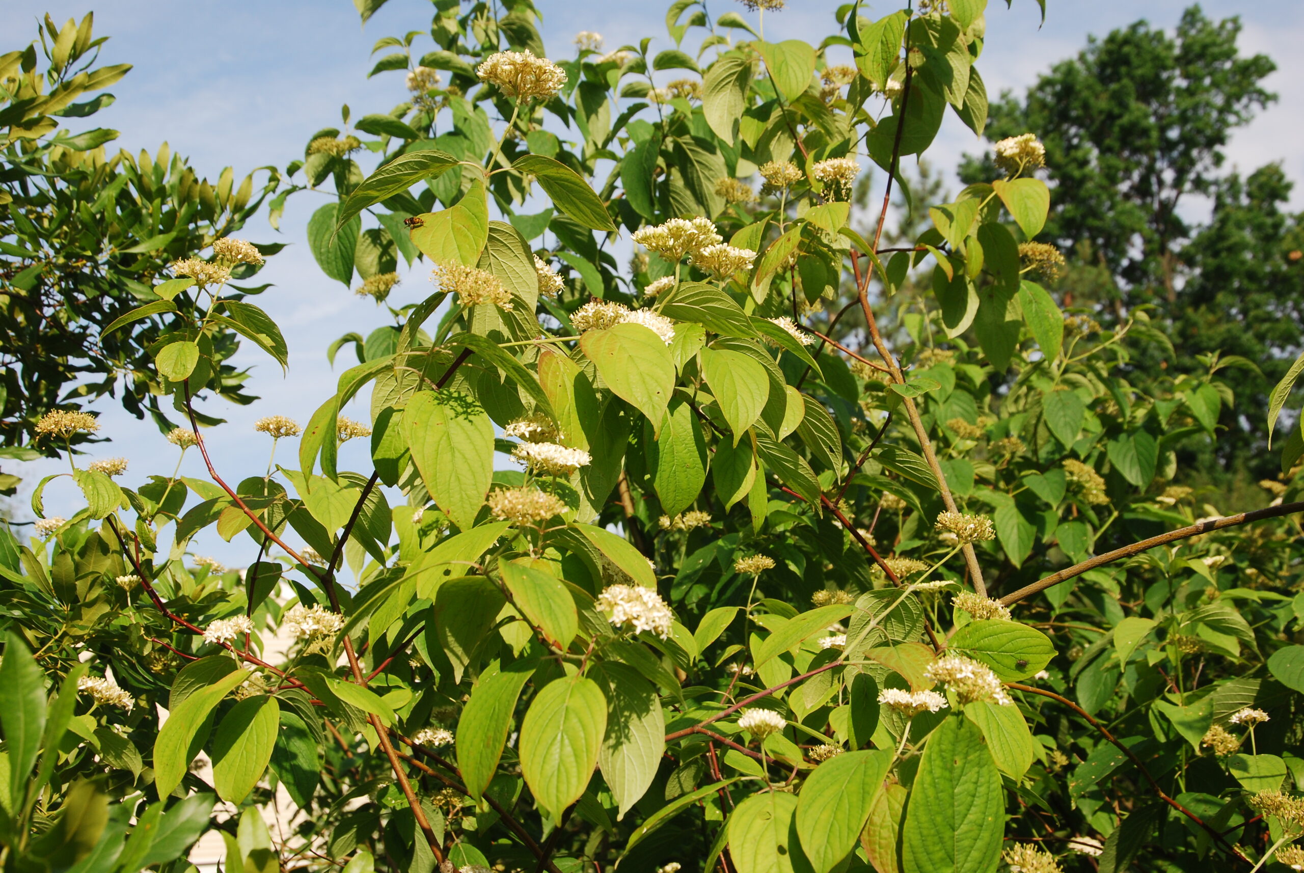 Cornus racemosa (gray twig dogwood) - ECI