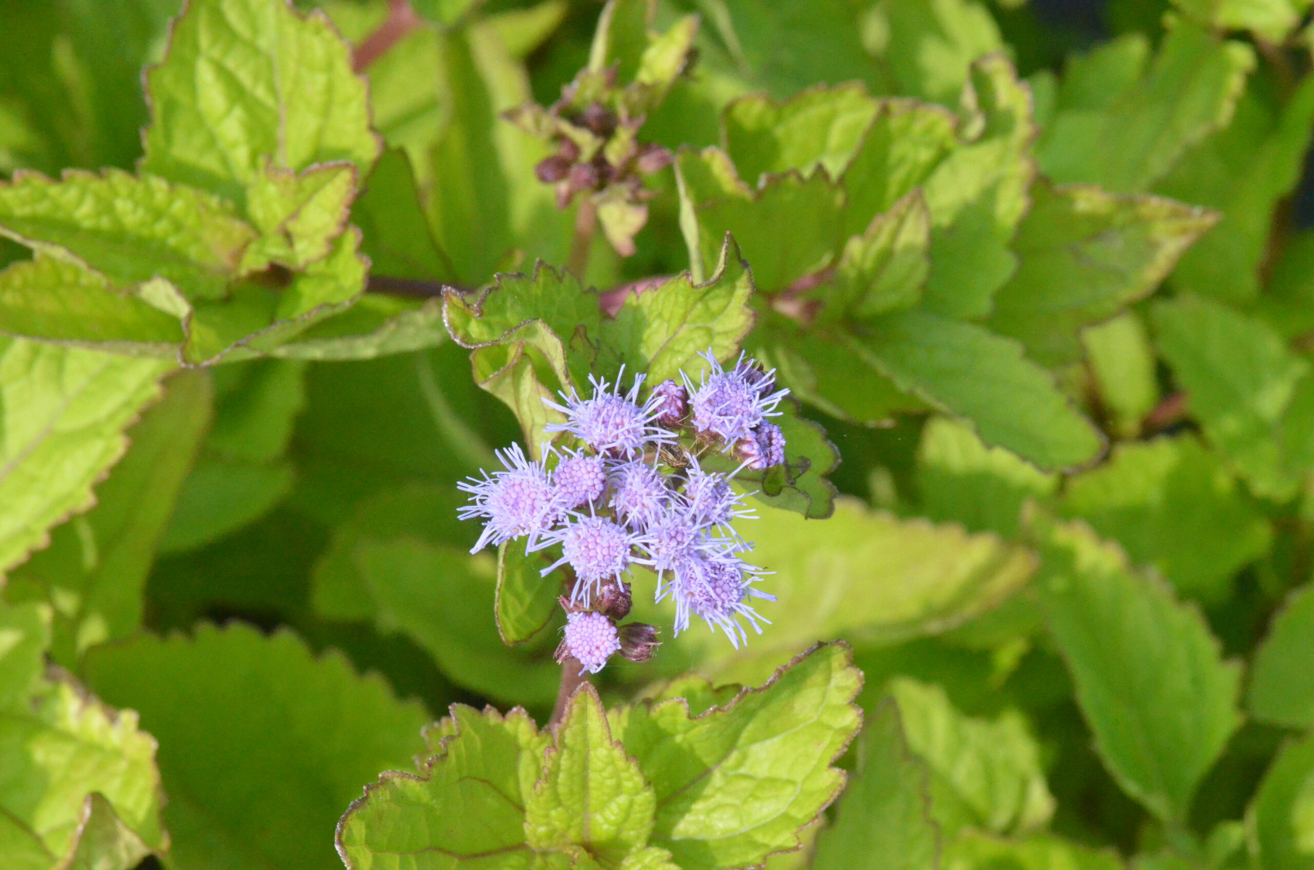 Conoclinium coelestinum (purple mistflower) - ECI