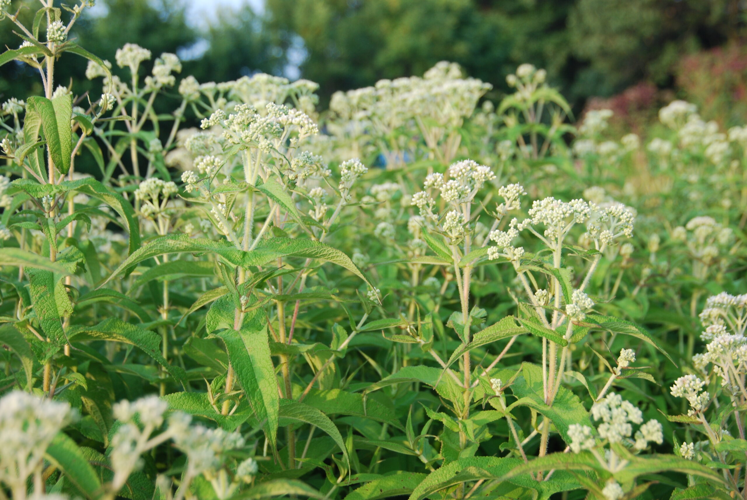 Eupatorium perfoliatum (boneset) - ECI