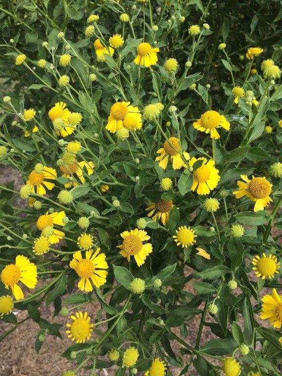 Helenium autumnale (yellow sneezeweed) - ECI