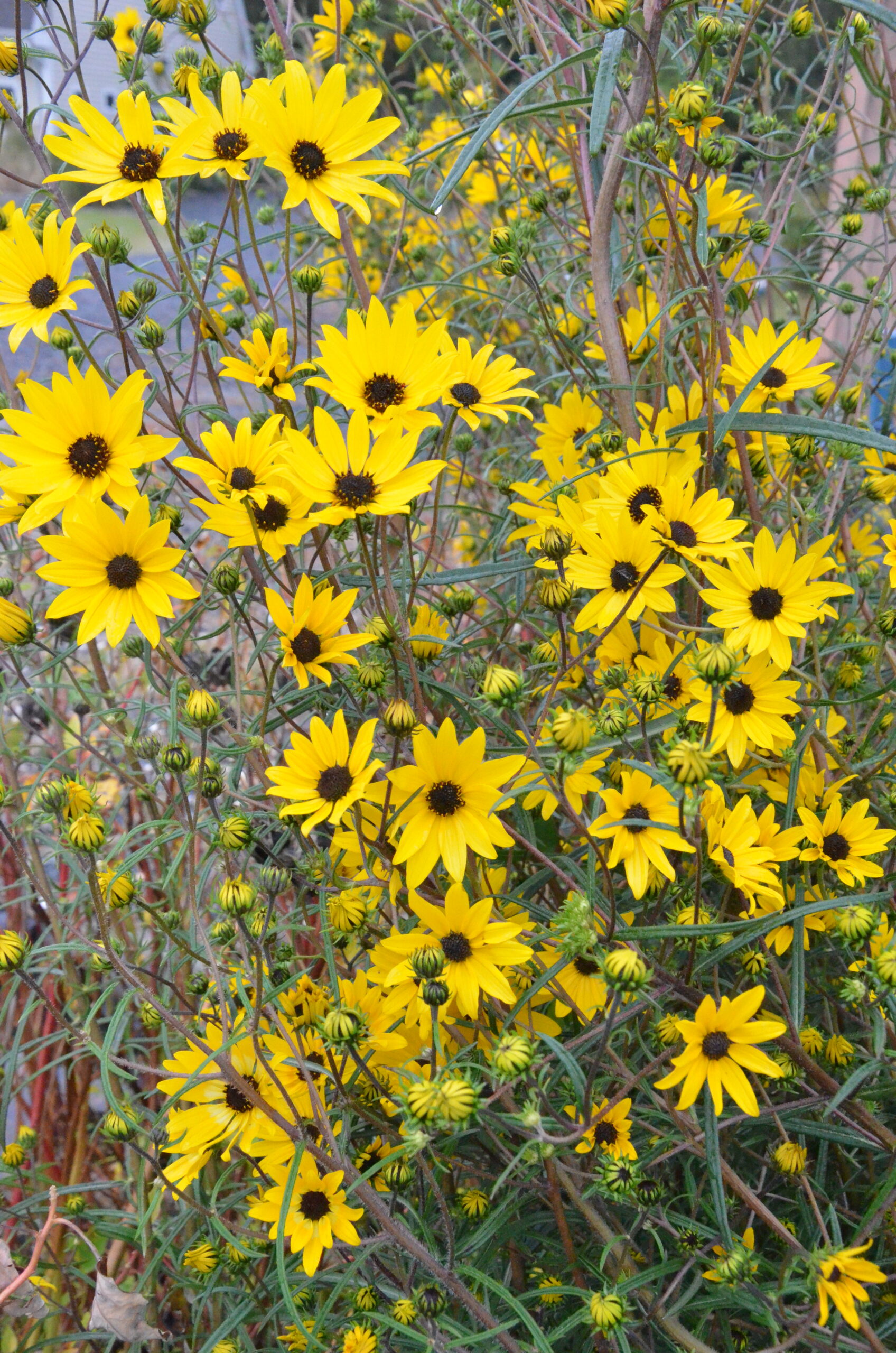 Plant Information – ECI