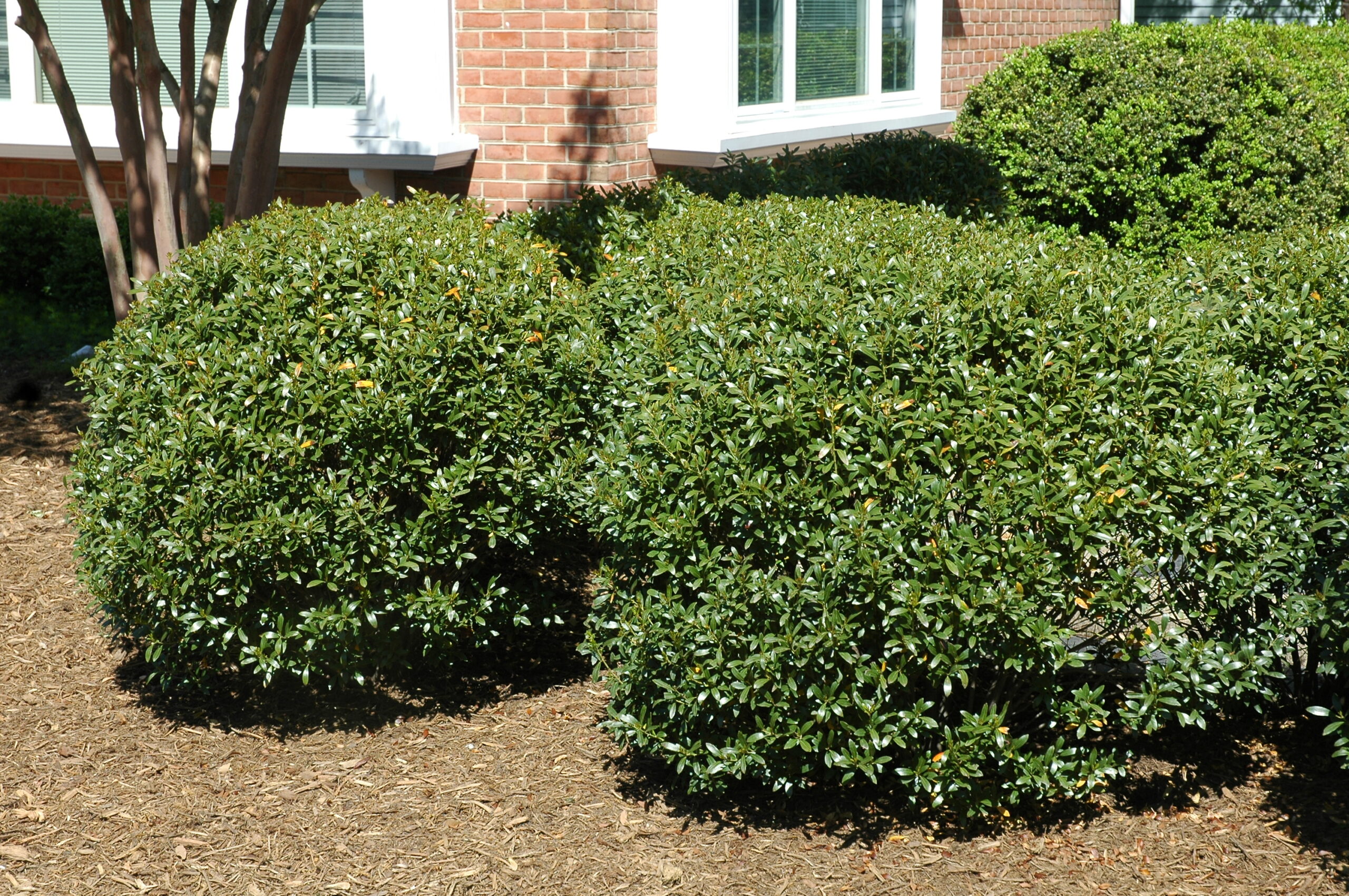 Ilex glabra (inkberry) - ECI