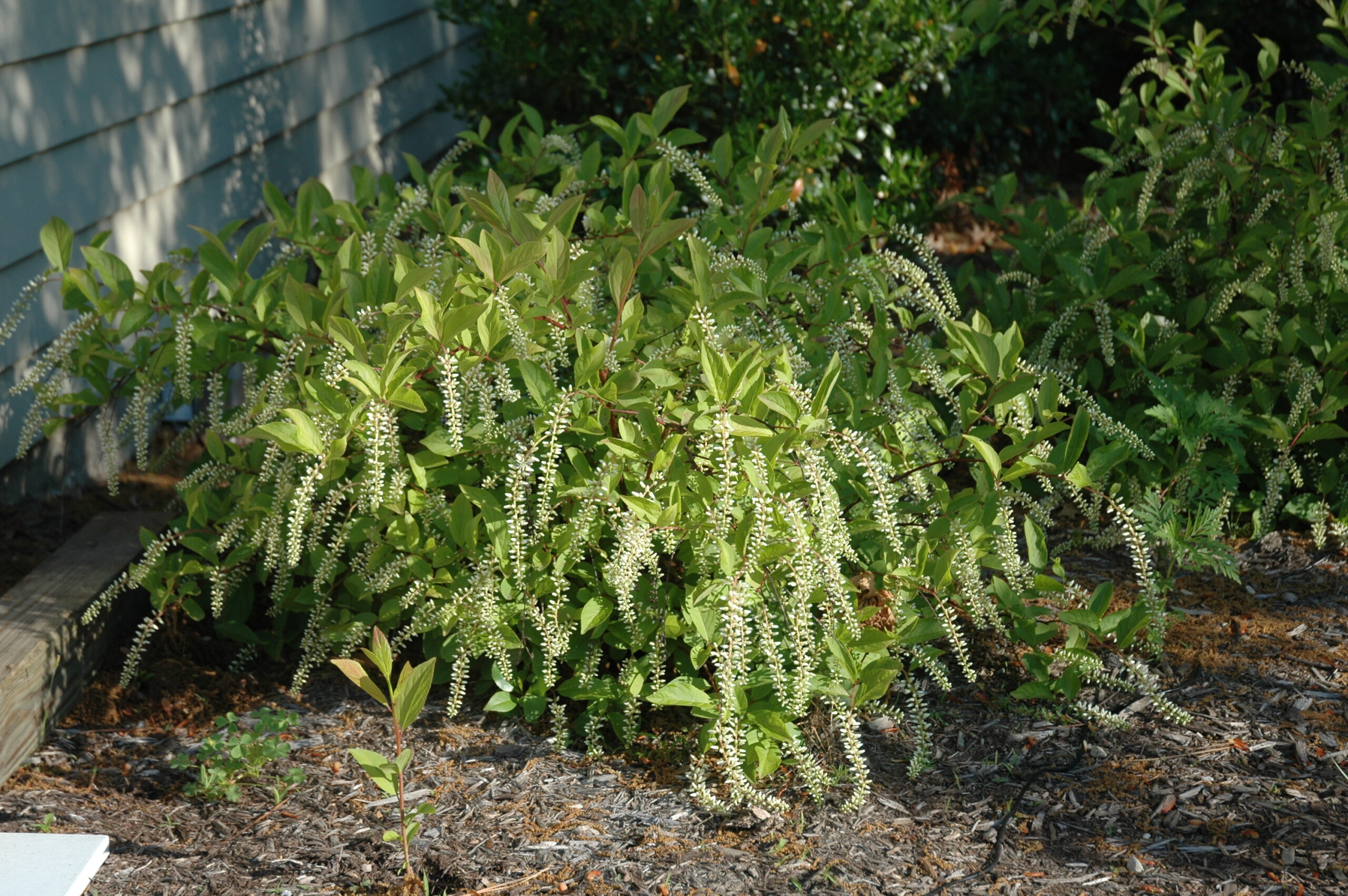 Itea virginica (Virginia sweetspire) - ECI
