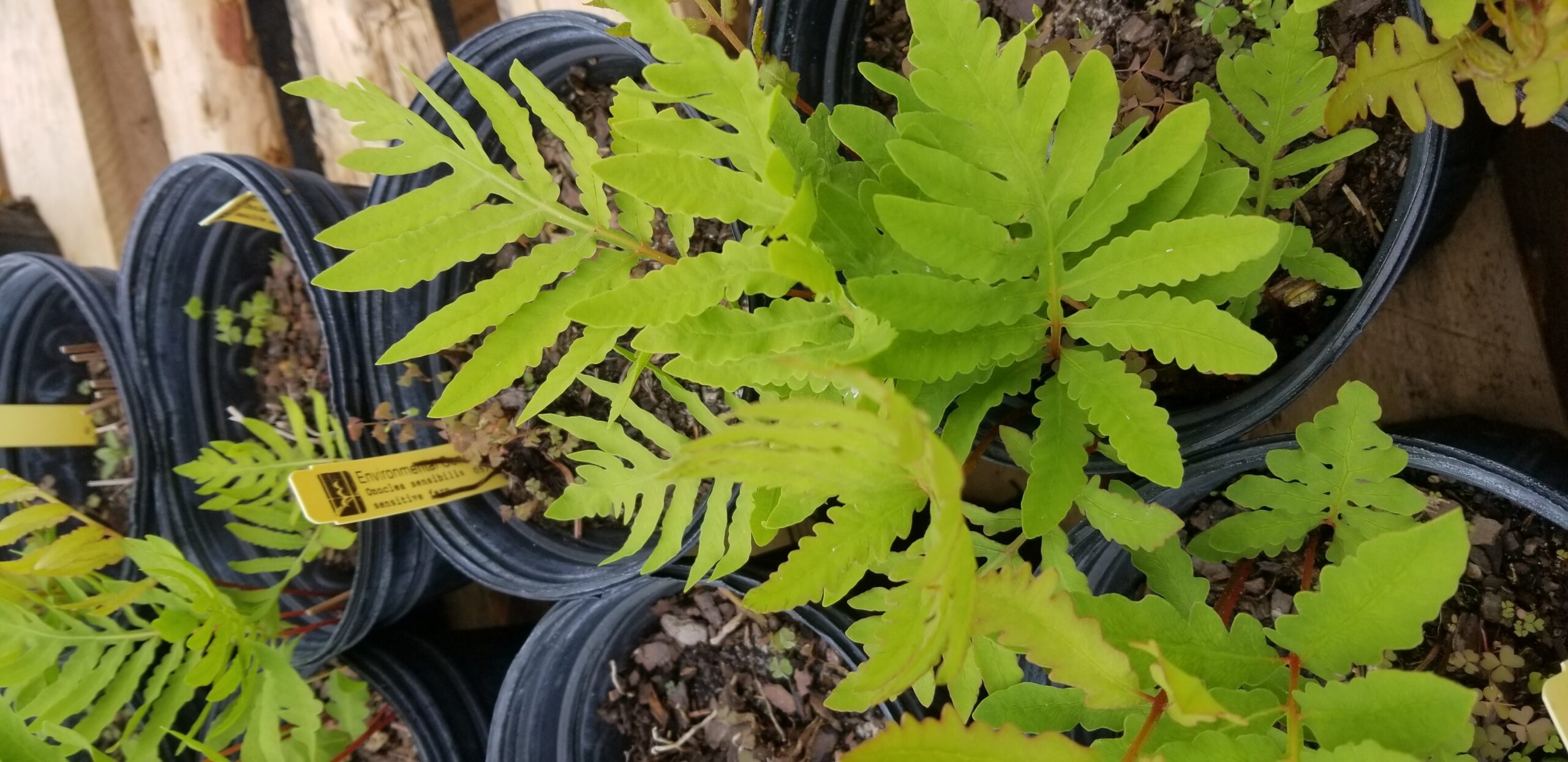 Onoclea sensibilis (sensitive fern) - ECI