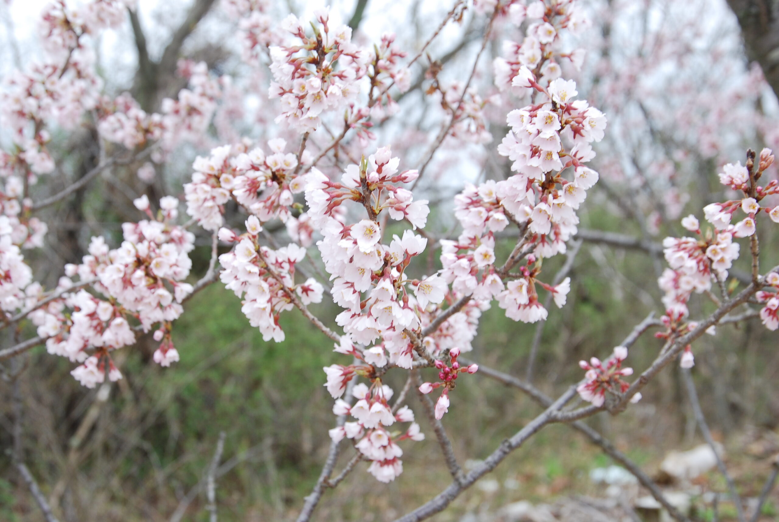 Prunus maritima (beach plum) - ECI