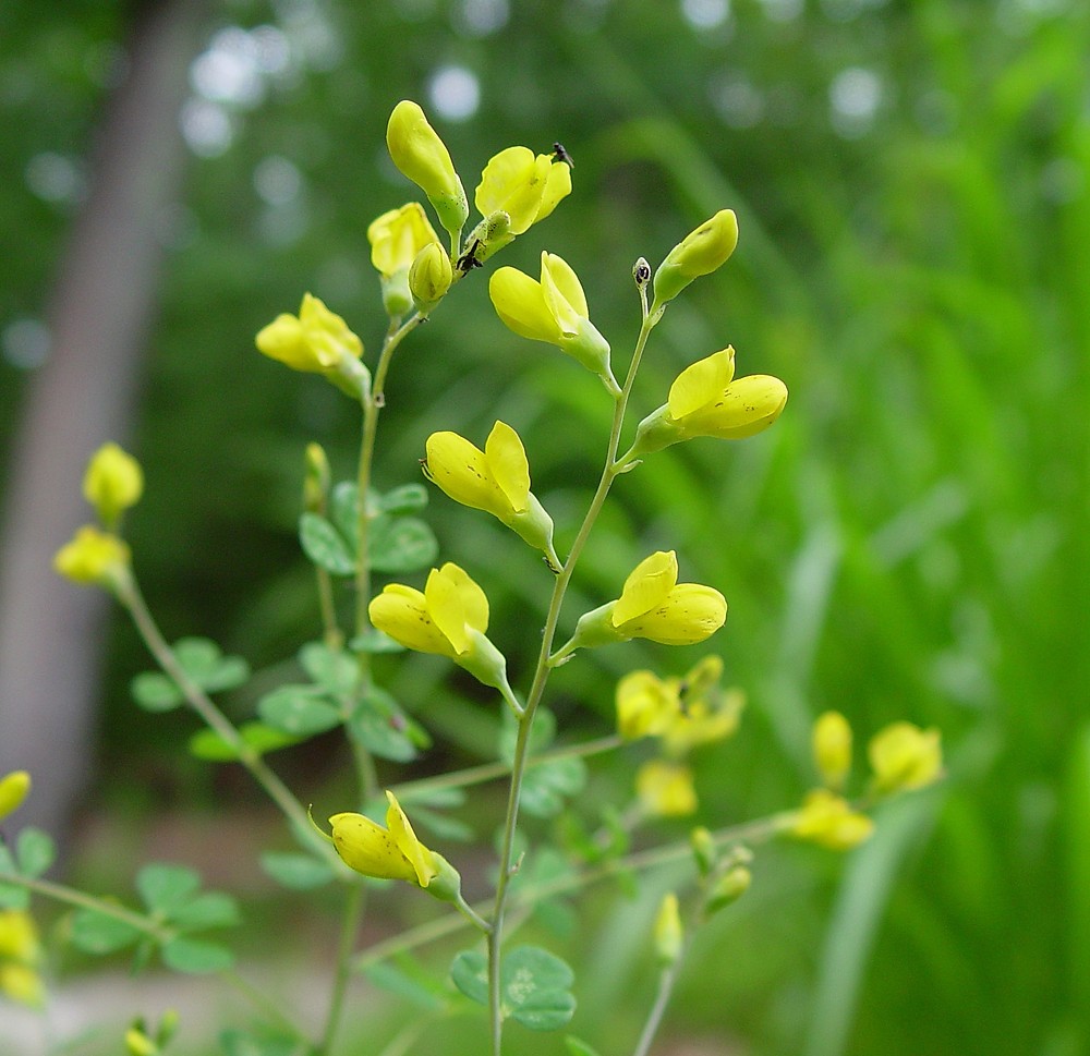 Plant Information – ECI