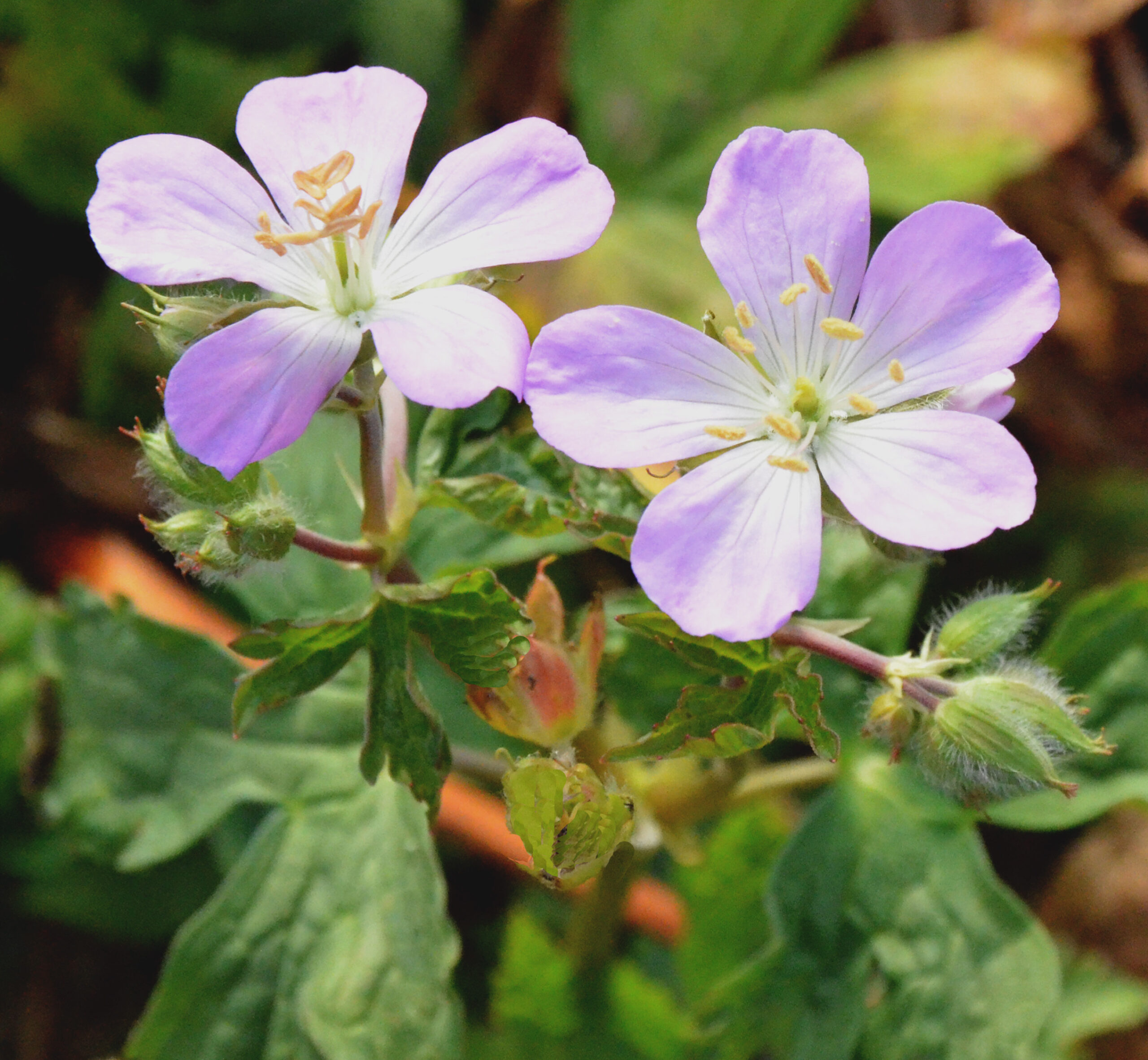 Geranium maculatum (wild geranium) - ECI