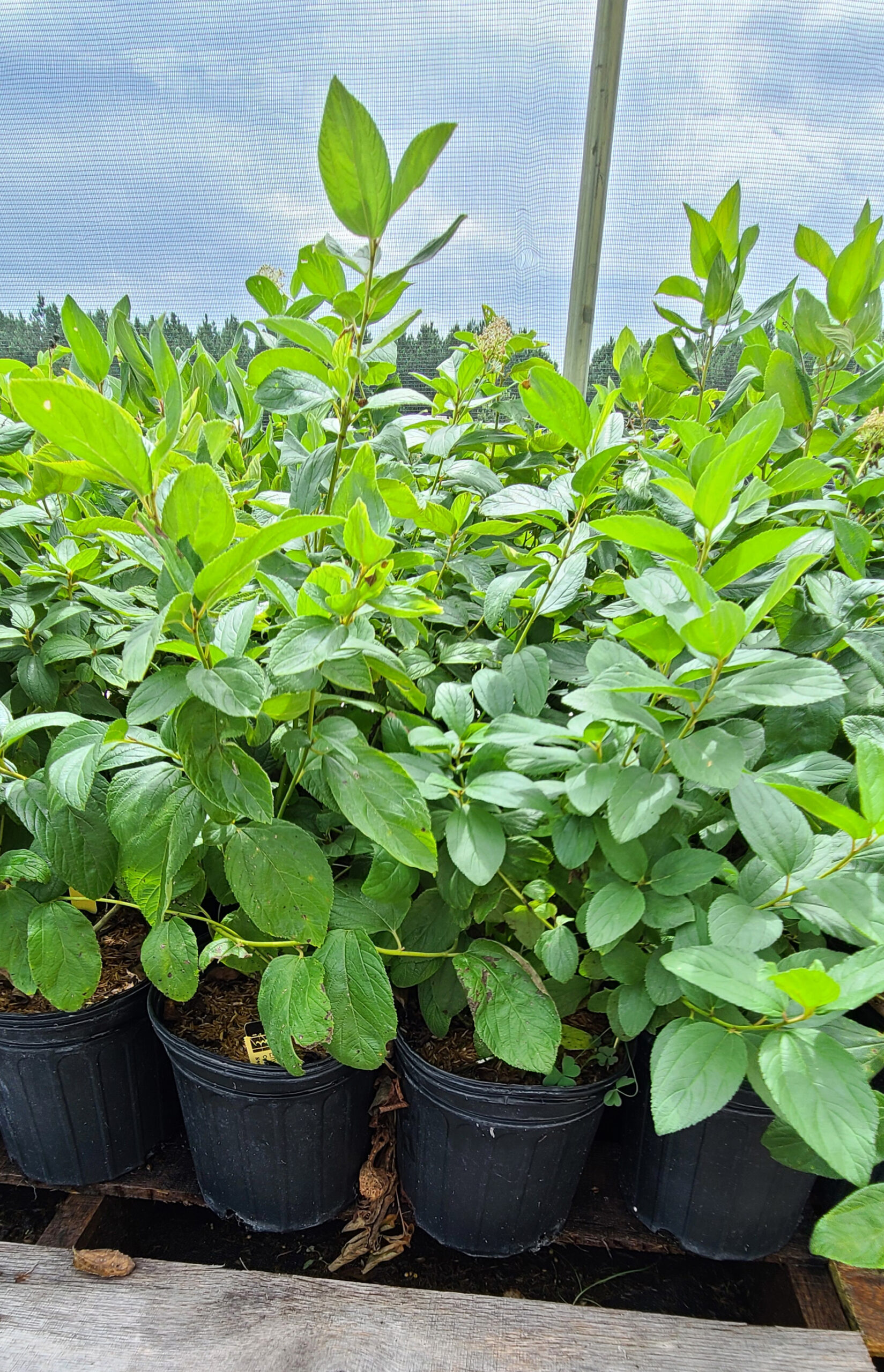 Ceanothus americanus (New Jersey tea) - ECI